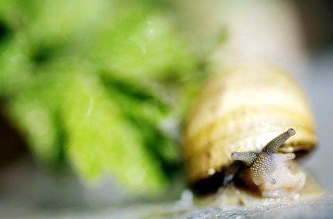 Snail rush defies downturn for Bulgarians - Taipei Times