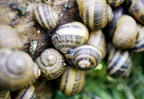 Snail rush defies downturn for Bulgarians - Taipei Times