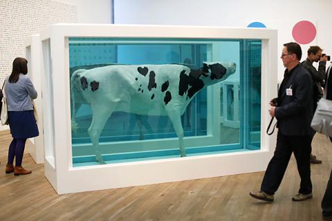 formaldehyde cow