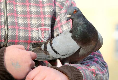 WWII pigeon message stumps GCHQ decoders 二戰信鴿訊息 難倒英政府通信總部解碼員 - Taipei Times