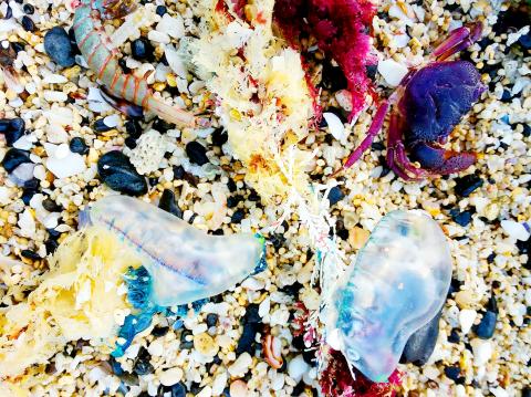 ‘Floating terrors’ sighted - Taipei Times