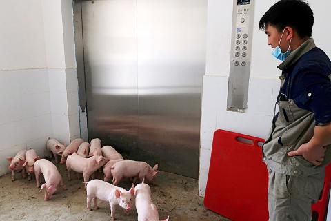 China building multistory hog hotels to modernize farm sector, create ...