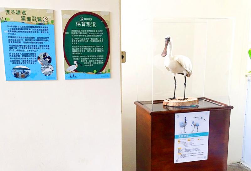 Stuffed black-faced spoonbill on display in Hualien - Taipei Times