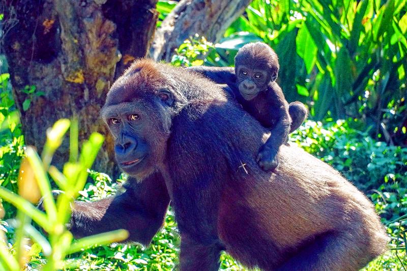 Baby gorilla Jabali loves getting piggyback rides from mom 大猩猩寶寶Jabali ...