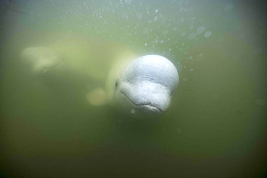Thousands of beluga seek refuge in Canadian bay - Taipei Times