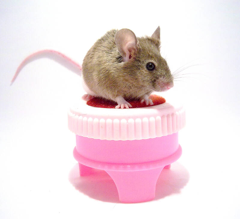 Slaves to the rhythm: Rats can’t resist a good beat, researchers say 研究 ...