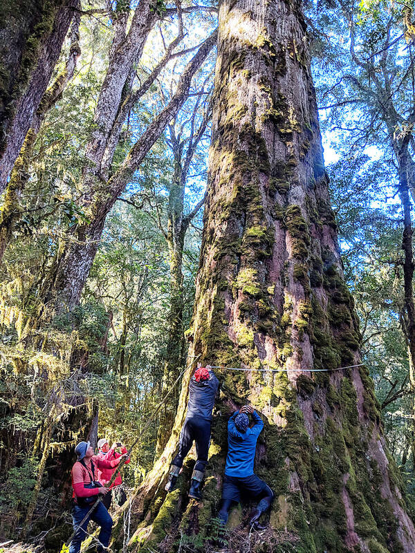 ‘Superlative’ tree density in Taiwan mapped out - Taipei Times