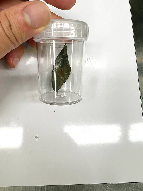 Doctors remove 6cm steel blade from man’s chest - Taipei Times