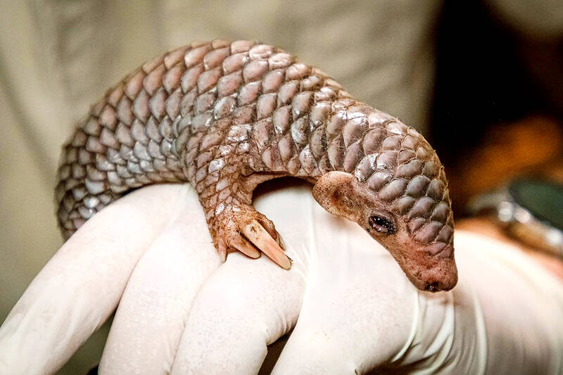 Pangolin Run Hou Tang gives birth in Prague Zoo - Taipei Times