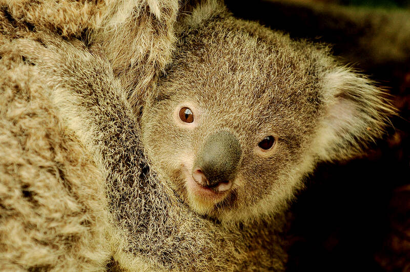 AI reveals how Australian animals survive bushfires - Taipei Times
