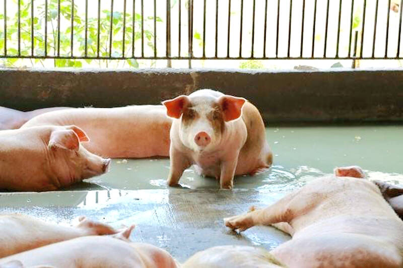Council ends all pig vaccinations - Taipei Times