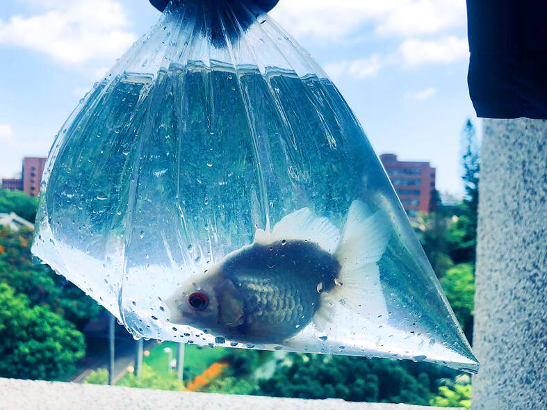 Professor apologizes for fish ‘experiment’ - Taipei Times
