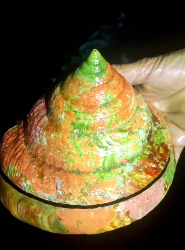 Yilan fisherman releases rare sea snail per deal with buyer - Taipei Times