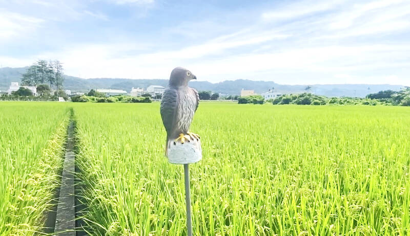 The guardian of rice - Taipei Times