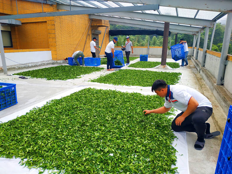 Climate change hits tea production - Taipei Times