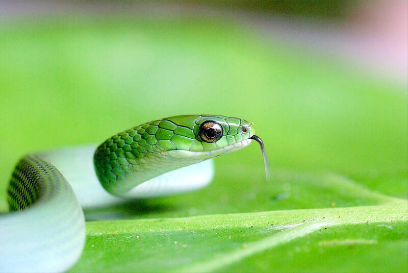 Obituary: The ‘snake man’ who educated thousands about Taiwan’s natural ...