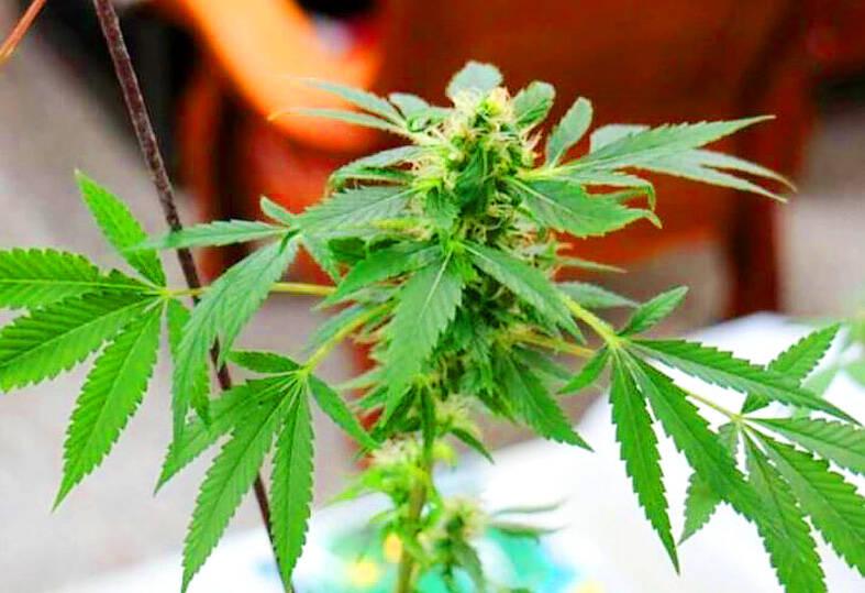 Weed grower gets 10.5 years after running from 2020 verdict - Taipei Times