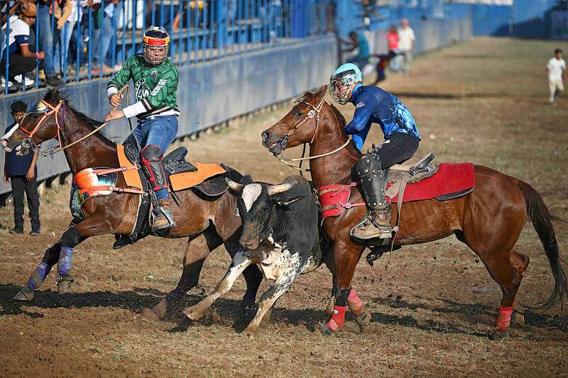 Grabbing the bull by the tail: Venezuela’s cowboy sport - Taipei Times