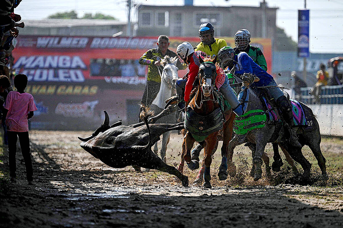 Grabbing the bull by the tail: Venezuela’s cowboy sport - Taipei Times